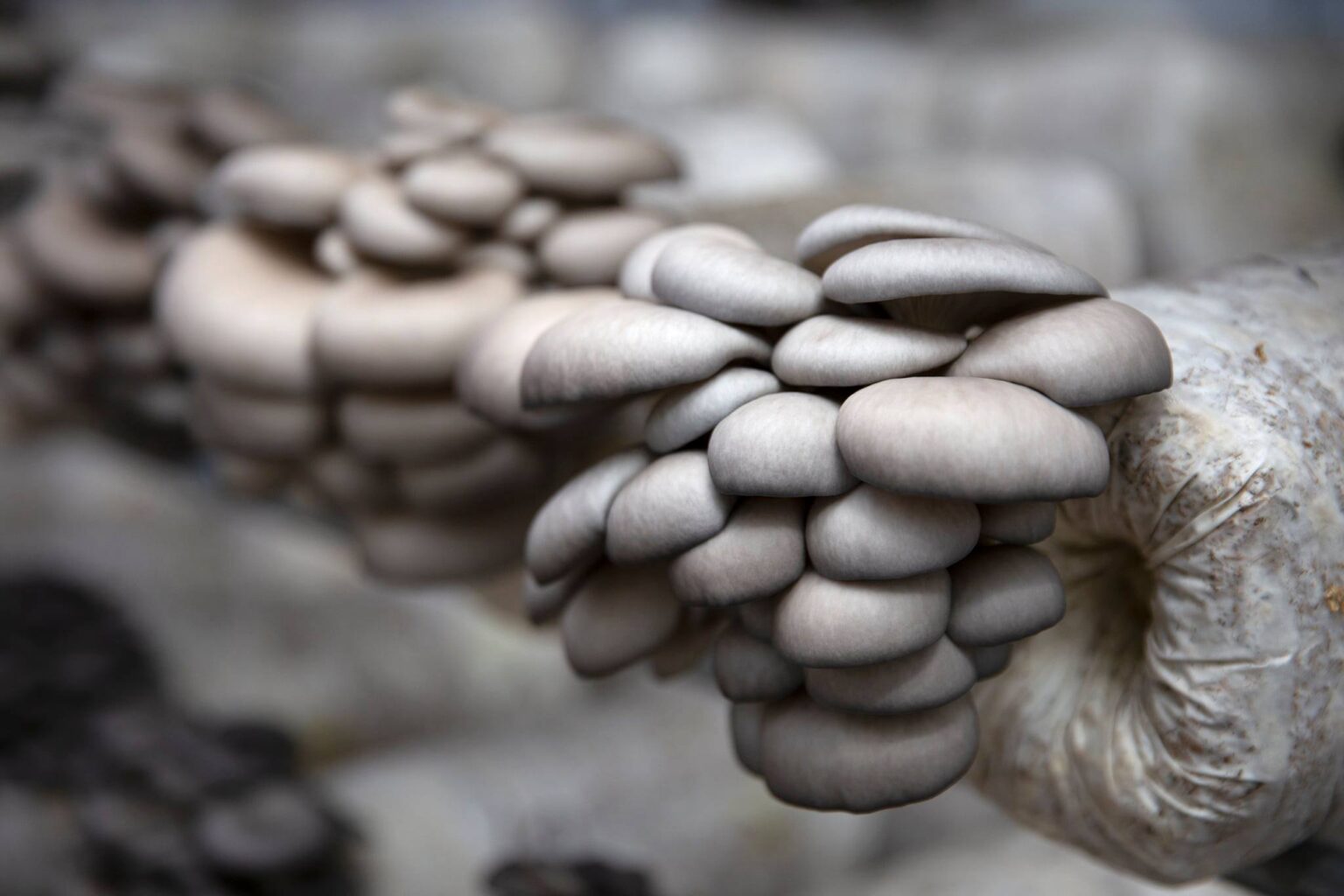 Why Your Oyster Mushroom Farm Needs a Dedicated Air Conditioner (Not a ...